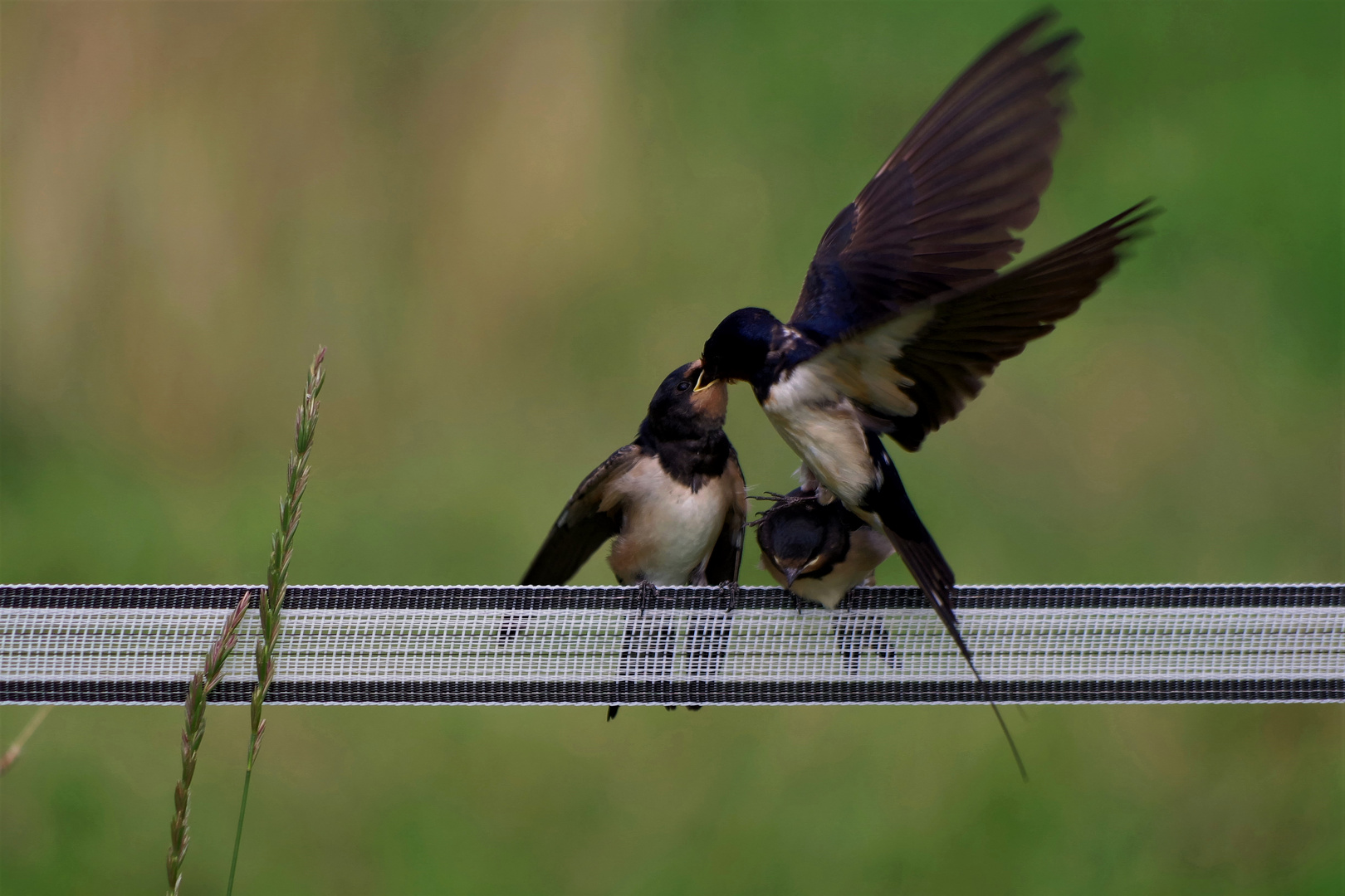 ganz schön dreist Foto & Bild | tiere, wildlife, wild lebende vögel ...