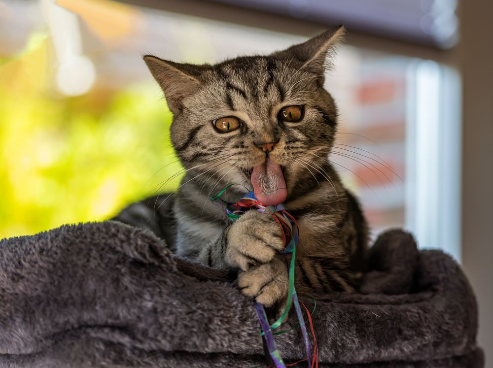 Ganz schön frech der kleine Foto & Bild | tiere, tier und mensch ...