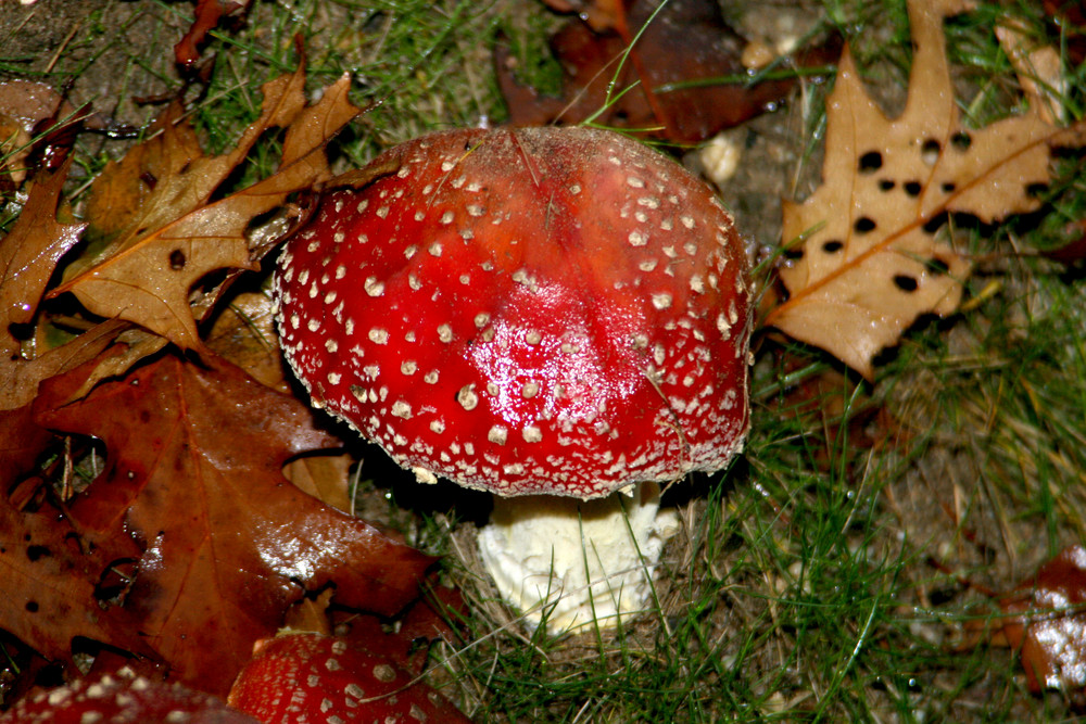 Ganz schön giftig.... Foto & Bild | pflanzen, pilze & flechten, pilze ...