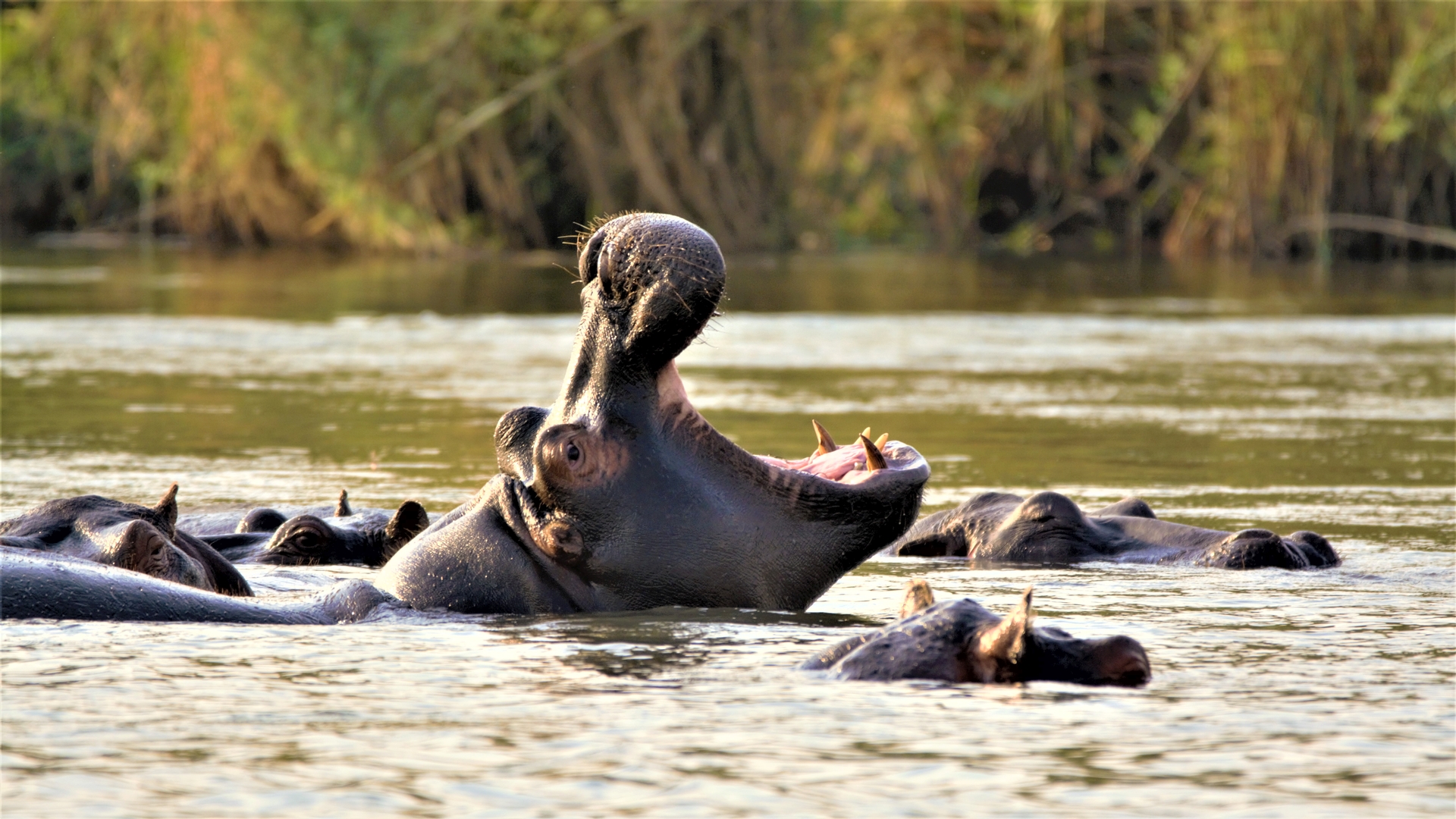 Ganz schön großes Maul Foto & Bild | namibia 2016, fluss, namibia ...
