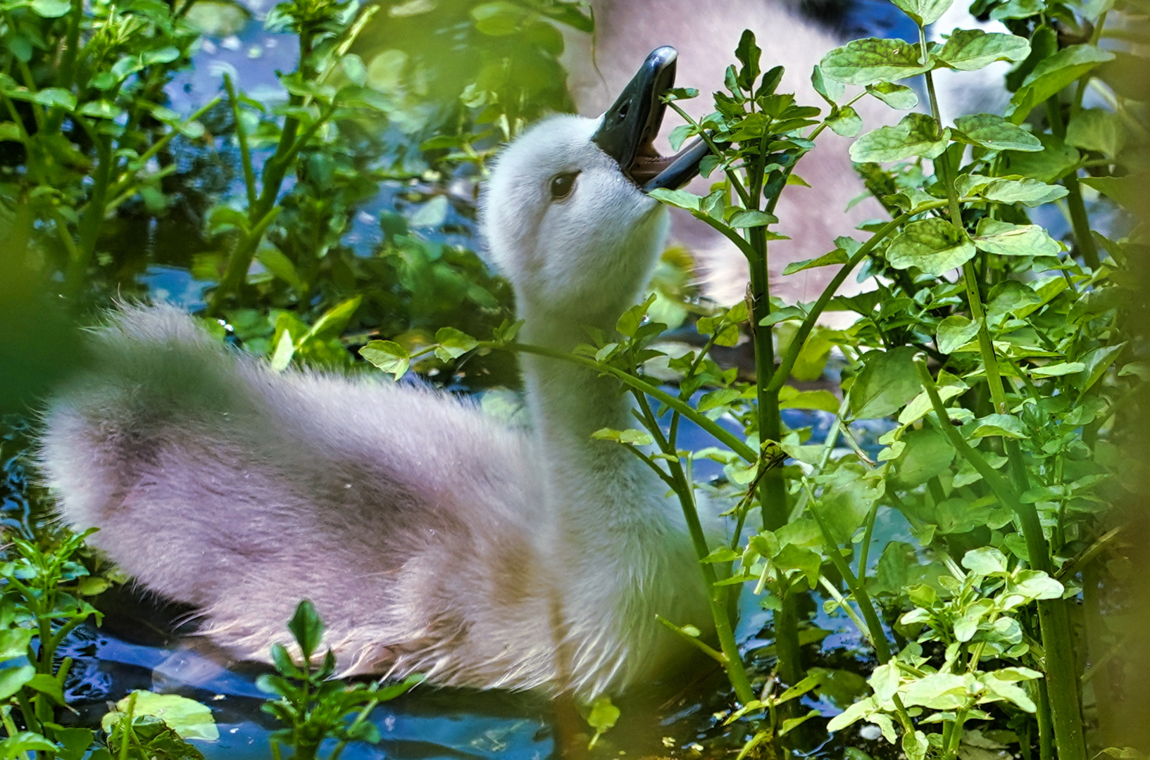 ganz schön hungrig Foto & Bild | tiere, wildlife, wild lebende vögel ...