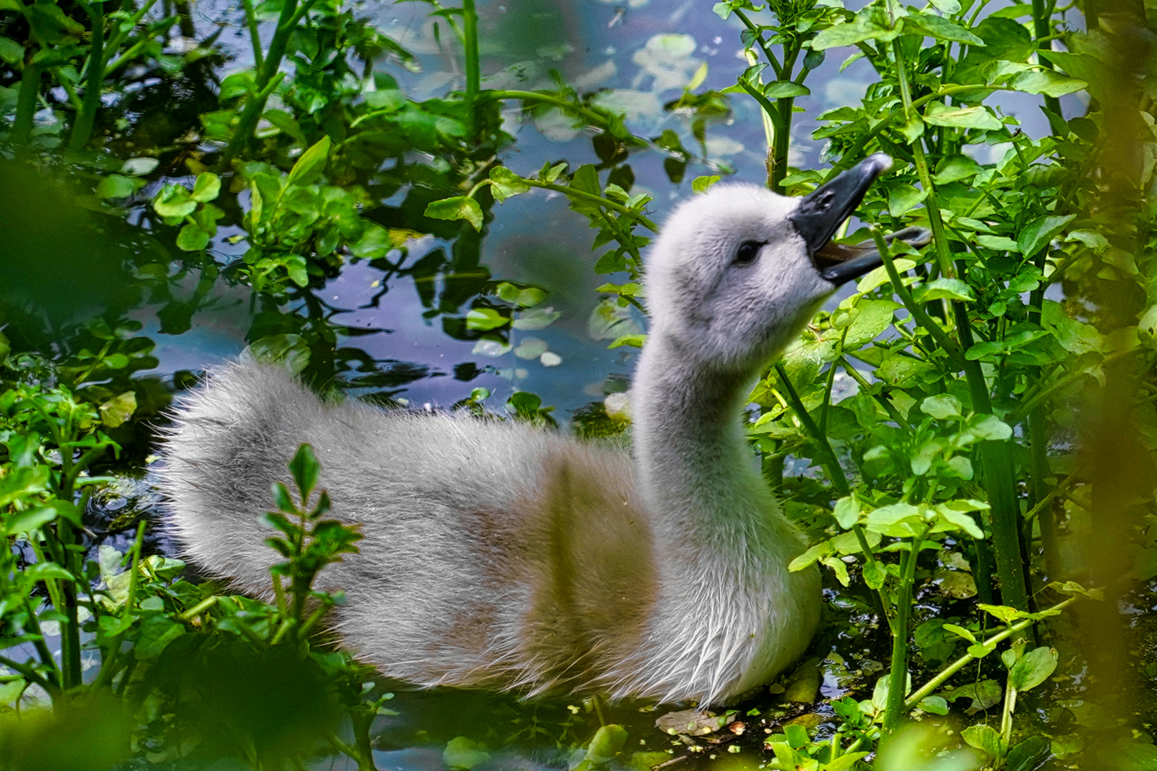 ganz schön hungrig Foto & Bild | tiere, wildlife, wild lebende vögel ...