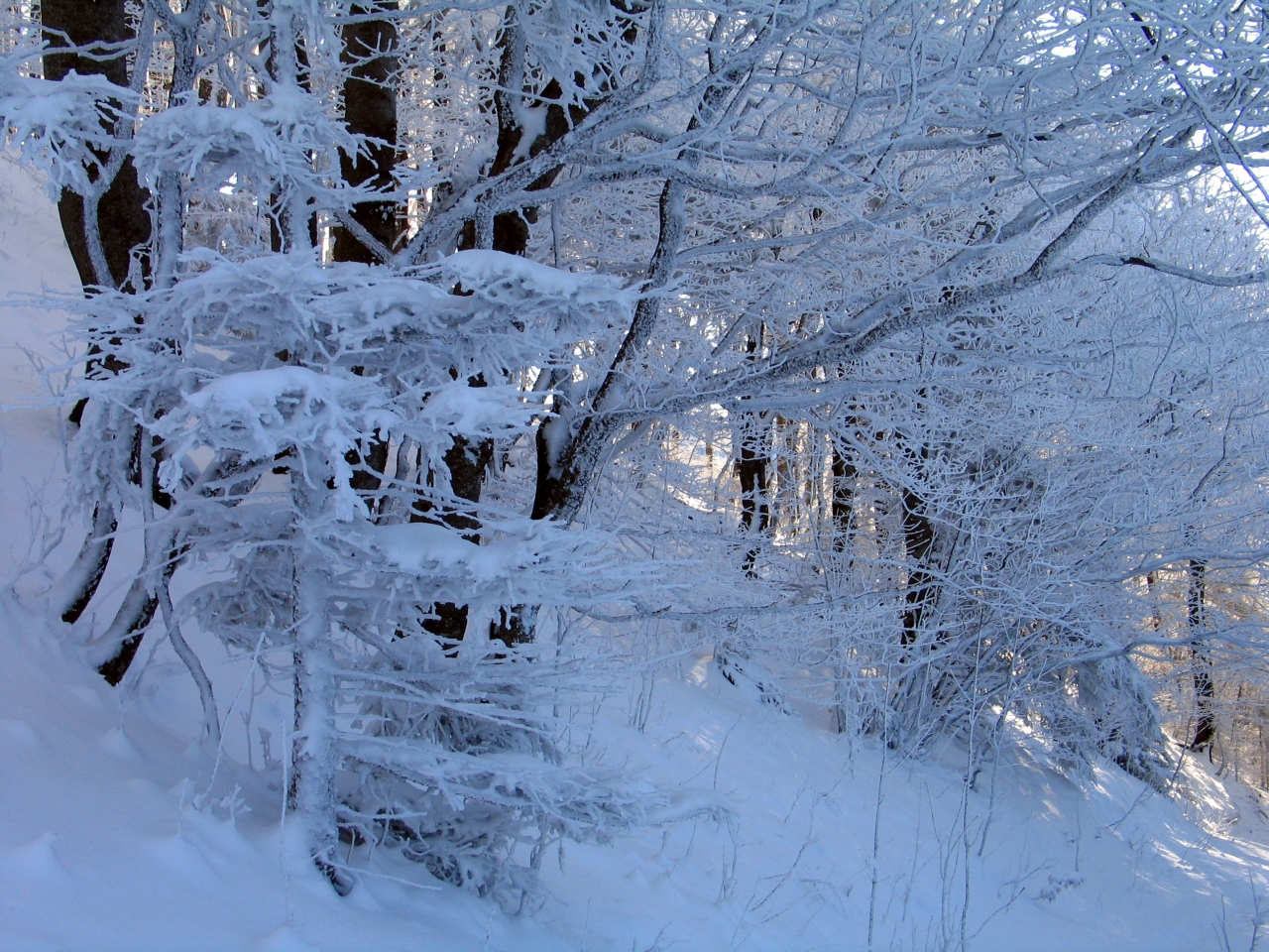 Ganz schön kalt .... Foto & Bild | jahreszeiten, natur Bilder auf ...