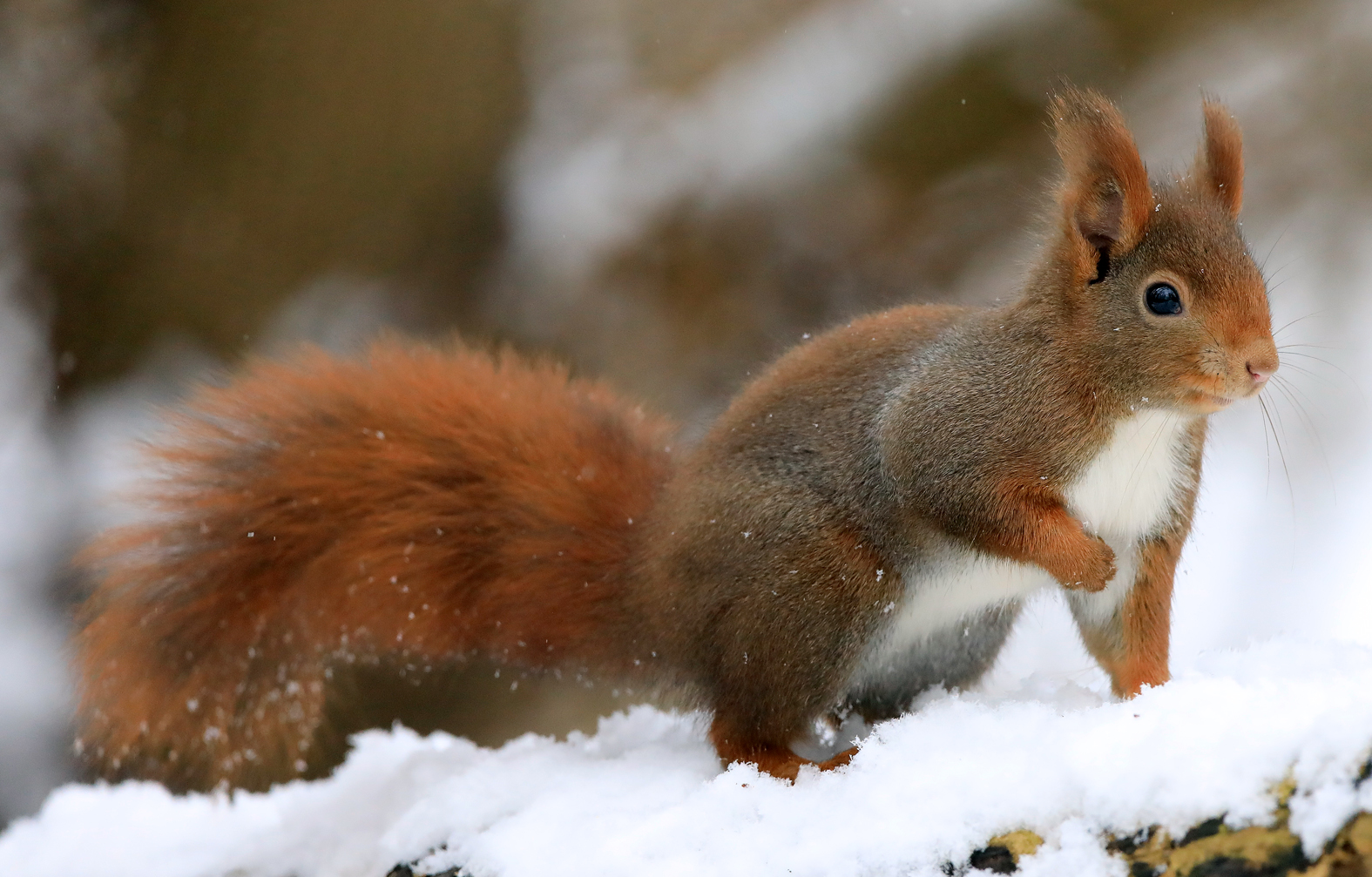 Ganz schön kalt das Zeug! Foto & Bild | tiere, wildlife, säugetiere ...