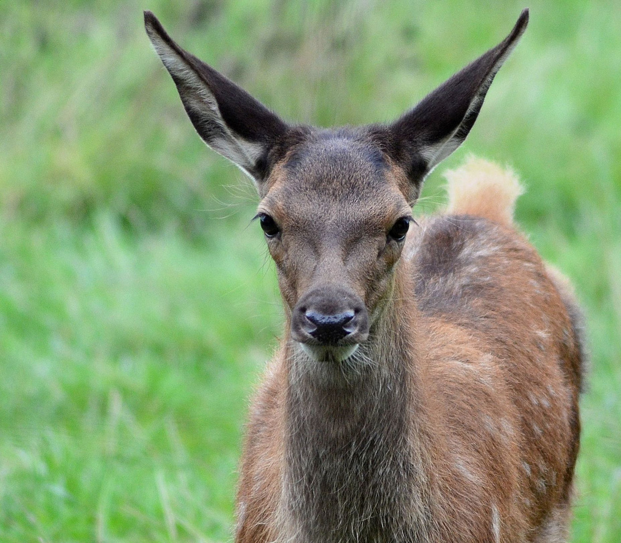 ganz schön lange Ohren und wunderschöne Augen :) Foto & Bild | tiere ...