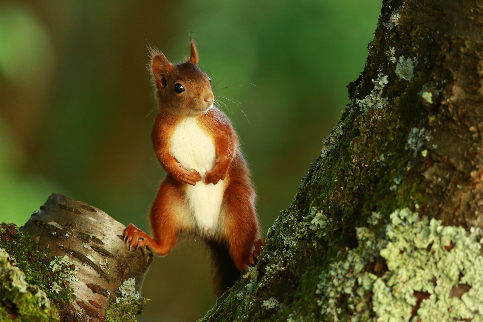 Ganz schön neugierig Foto & Bild | tiere, wildlife, säugetiere Bilder ...