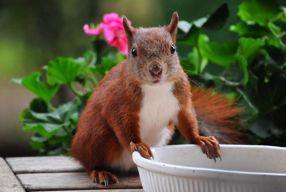 Ganz schön neugierig hat es mich voll im Blick Foto & Bild | natur ...