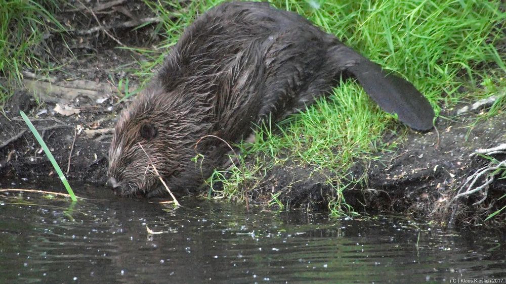 ganz schön rutschig Foto & Bild | natur, tiere, wildlife Bilder auf ...
