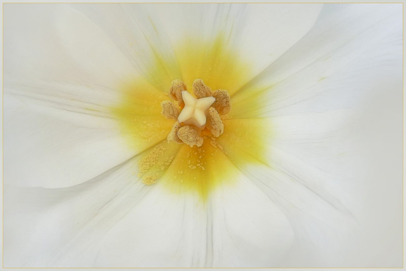 GANZ SCHÖN STAUBIG Foto & Bild | makro, natur, blumen Bilder auf ...