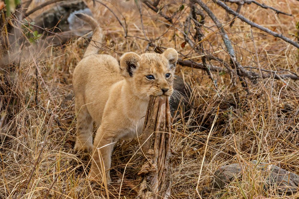 Ganz schön zäh... Foto & Bild | world, natur, welt Bilder auf fotocommunity