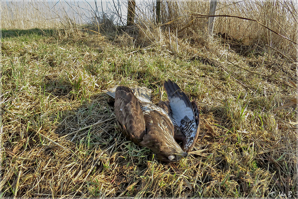 Ganz traurige Grüße Foto & Bild | tiere, wildlife, wild lebende vögel ...