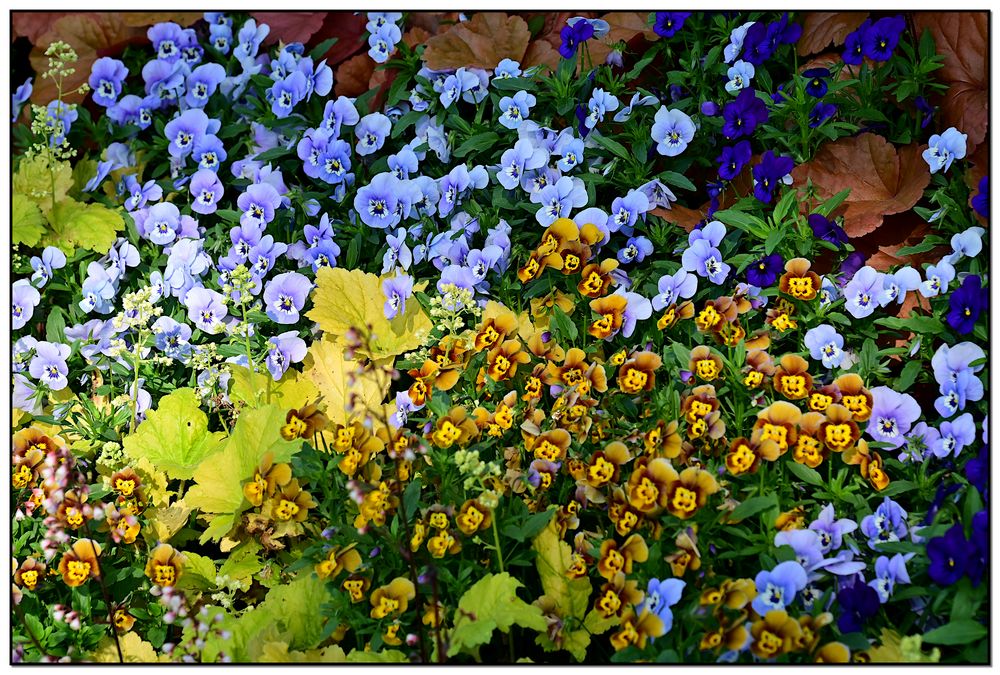 Ganz viele Mittwochsblümchen 21.06.23 Foto & Bild | landschaft, garten- & parklandschaften ...