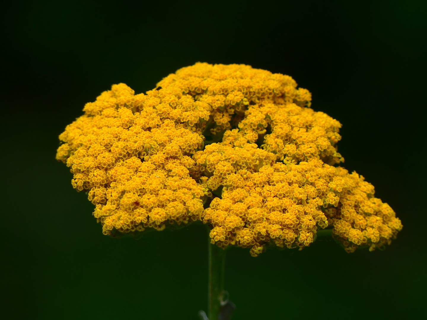 - Garbe in gelb - Foto & Bild | pflanzen, pilze & flechten, blüten ...