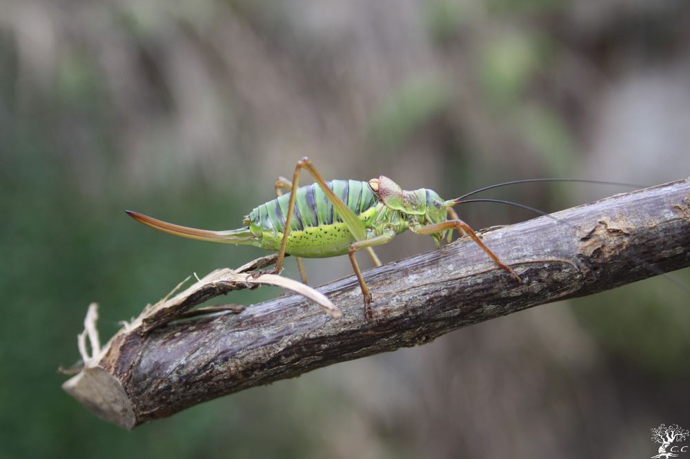 Gard au "dard" photo et image | macro nature, macro insectes, nature ...