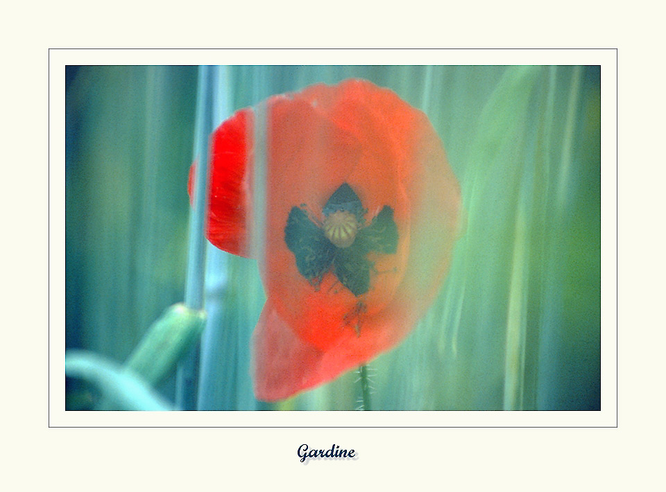 Blumen | Hans Palla - Fotografierender Spaziergänger