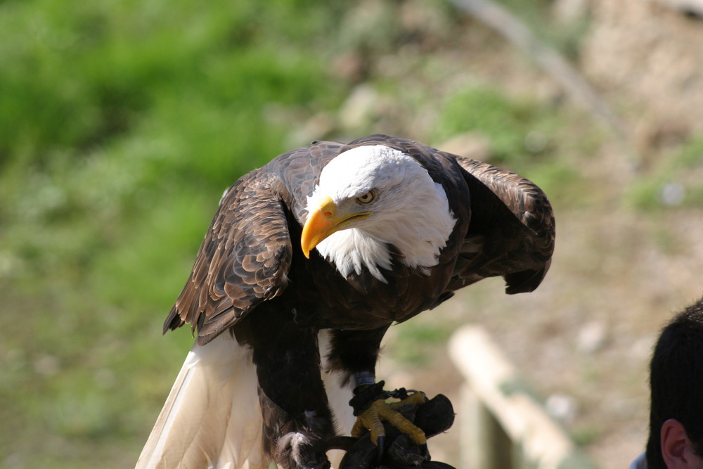 Garras.... Imagen & Foto | animales, animales salvajes, naturaleza ...
