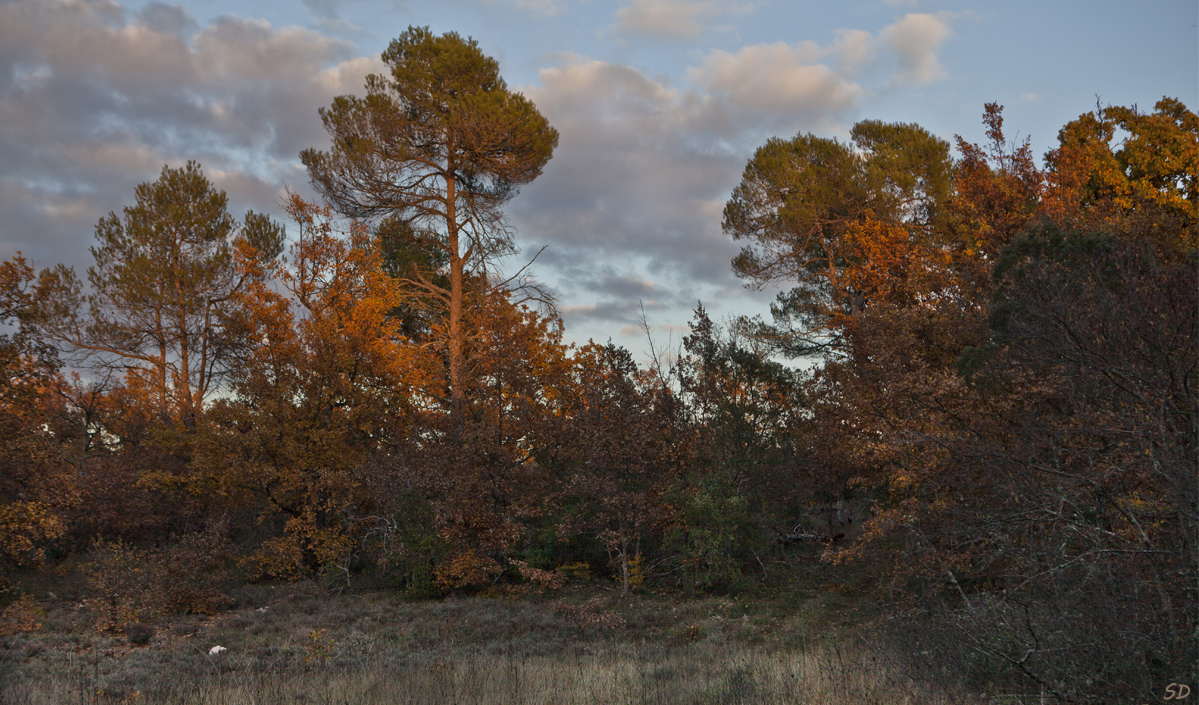 Garrigue en novembre. photo et image | paysages, paysages de campagne ...