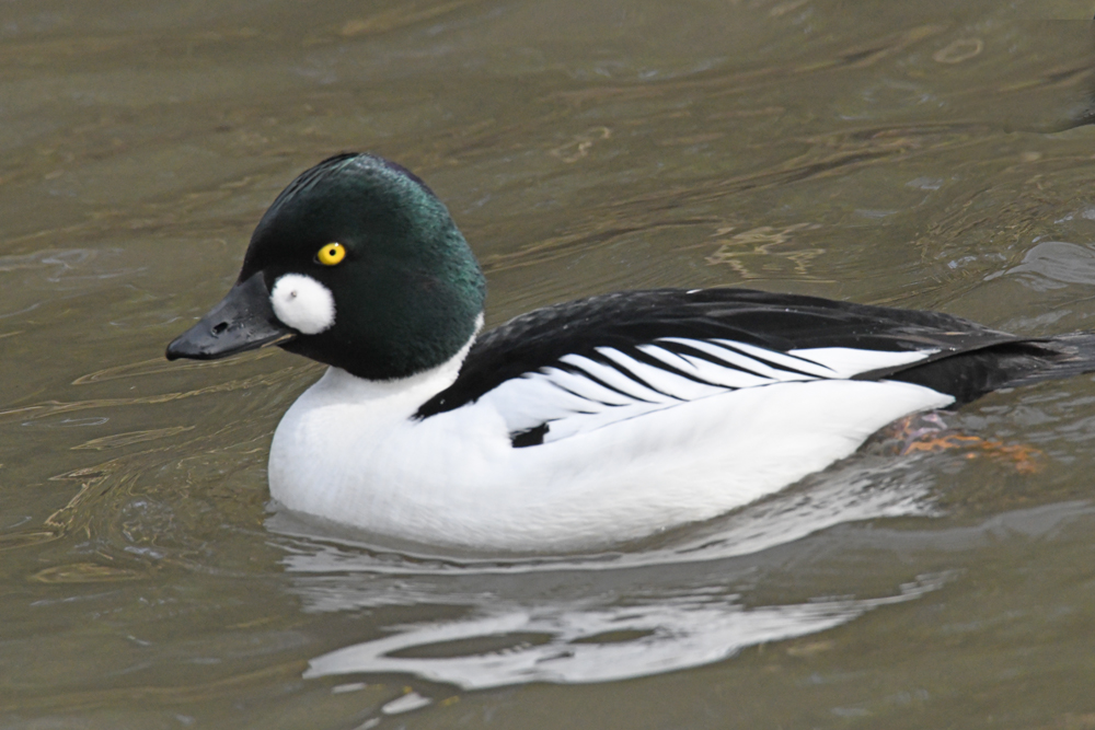Garrot d'Islande photo et image | animaux, animaux sauvages, oiseaux ...