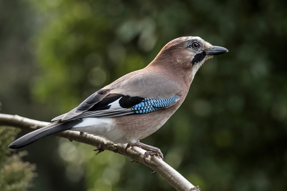 Garrulus Glandarius... Foto & Bild | tiere, wildlife, wild lebende ...