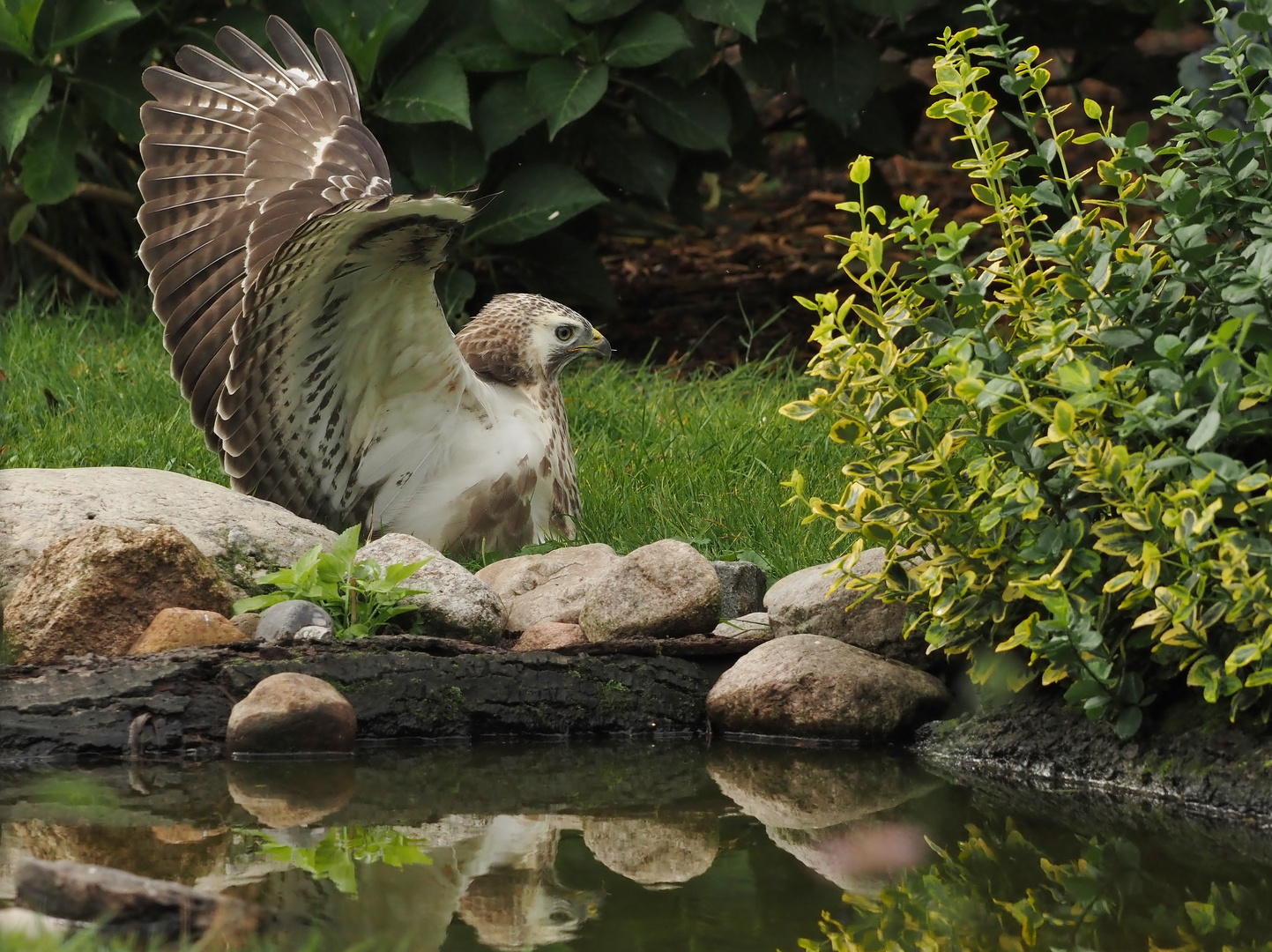 "Garten-Adler"..... Foto & Bild | tiere, wildlife, wild lebende vögel ...