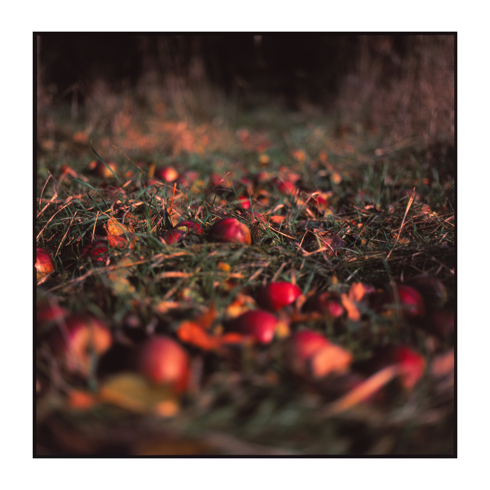 Garten Eden Foto & Bild | jahreszeiten, herbst, pflanzen Bilder auf fotocommunity