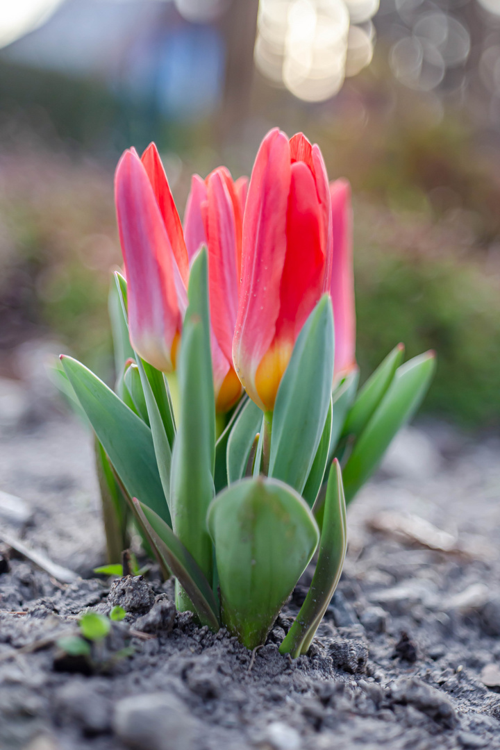 Gartenfreuden Foto & Bild | rot, tulpen, frühling Bilder auf fotocommunity