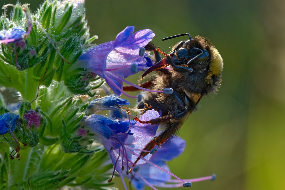 Gartenhummel | Bombus hortorum Foto & Bild | makro, natur, blüten ...