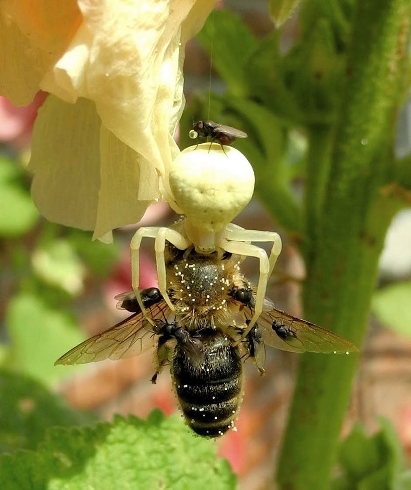 Gartenkrimi Foto & Bild | tiere, wildlife, insekten Bilder auf ...