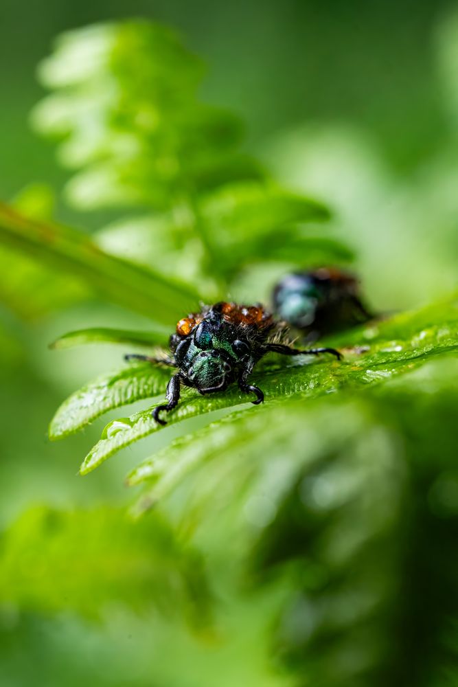 Gartenlaubkäfer liegen im Regen und warten auf die Sonne Foto & Bild ...