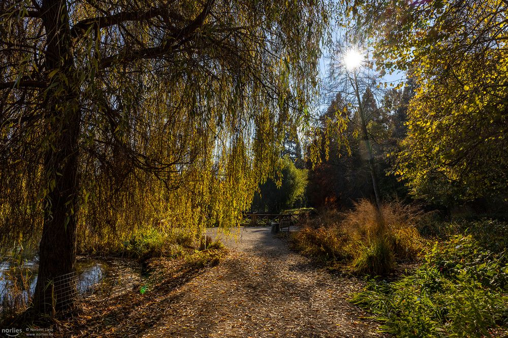 Gartenlicht Foto & Bild | landschaft, jahreszeiten, herbst Bilder auf fotocommunity