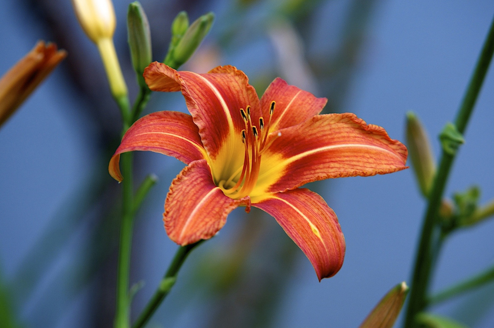 ***Gartenlilie* Foto & Bild | pflanzen, pilze & flechten, blüten ...
