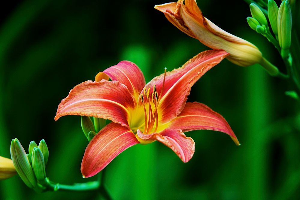 **Gartenlilie Foto & Bild | pflanzen, pilze & flechten, blüten ...