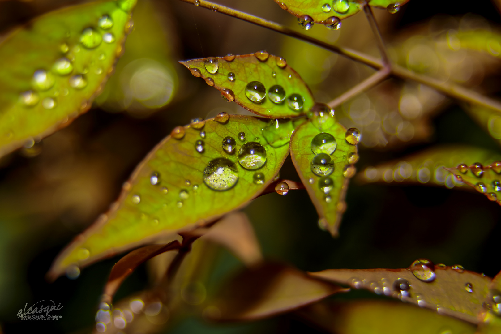 Garua Imagen & Foto | macrofotografía, naturaleza Fotos de fotocommunity