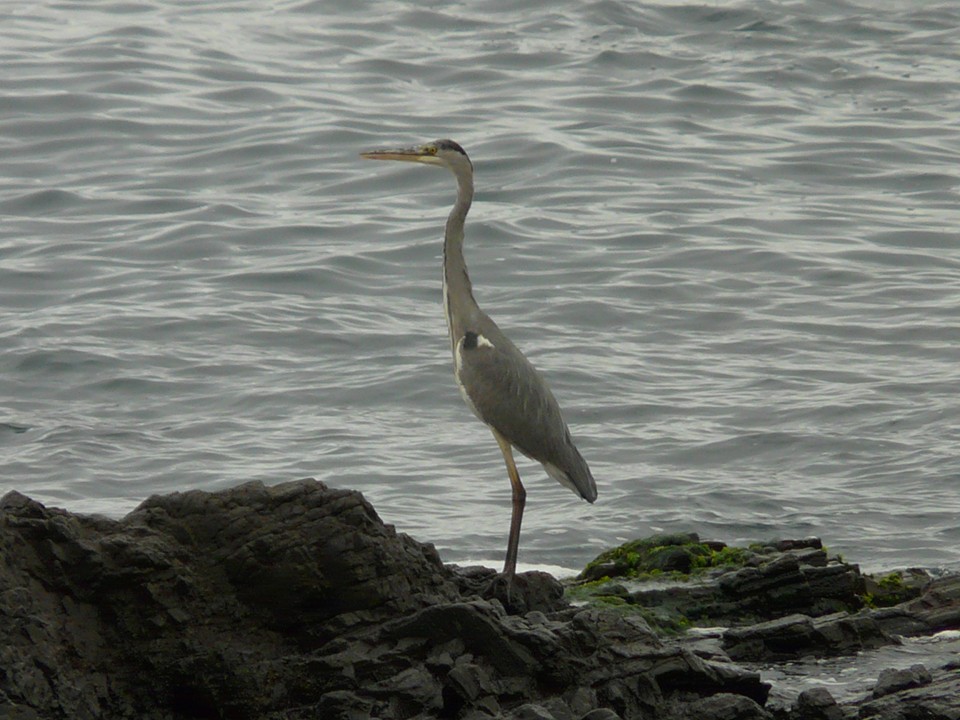 Garza Imagen & Foto | animales, mar, cielo Fotos de fotocommunity