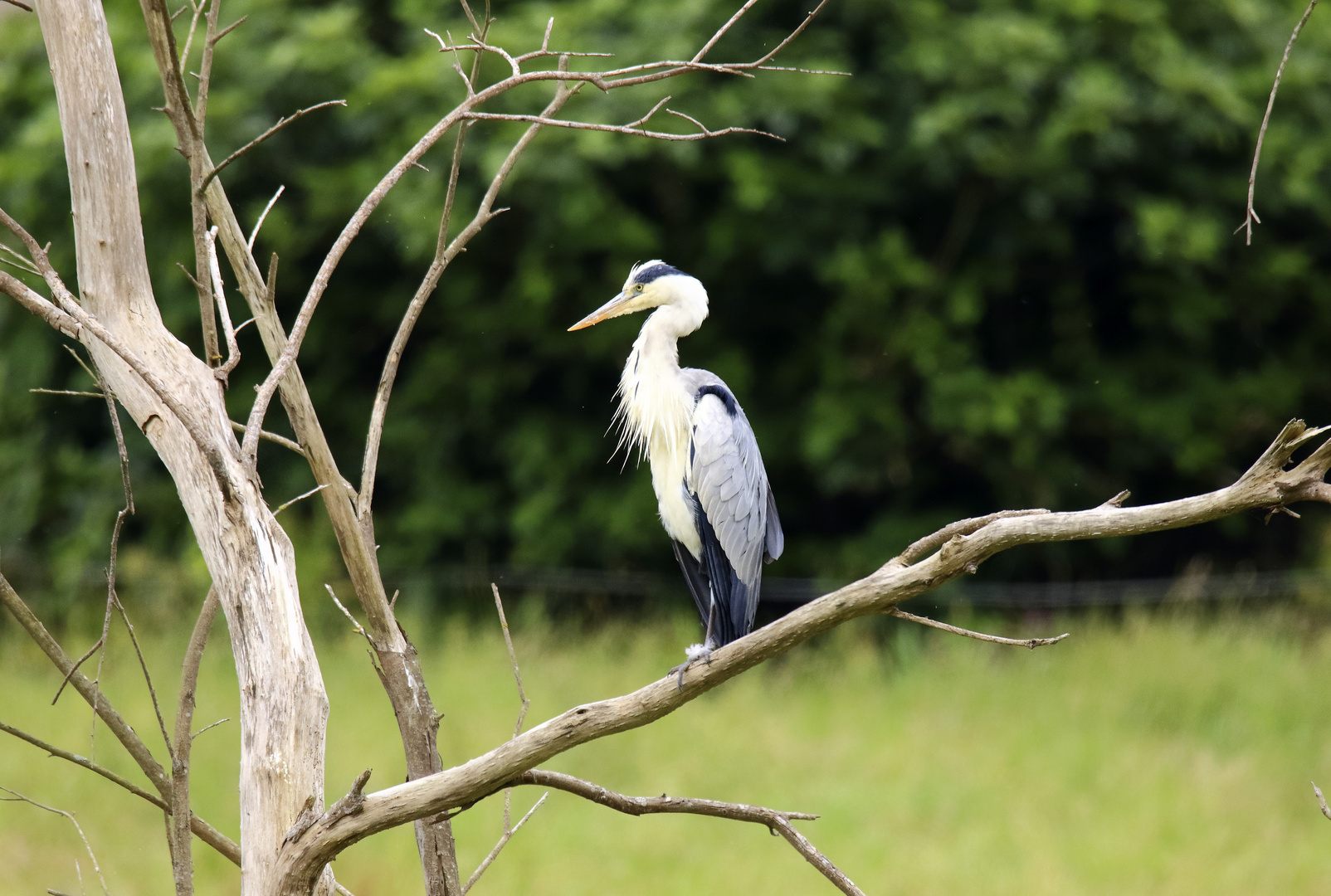 Garza Imagen & Foto | animales, naturaleza, agua Fotos de fotocommunity