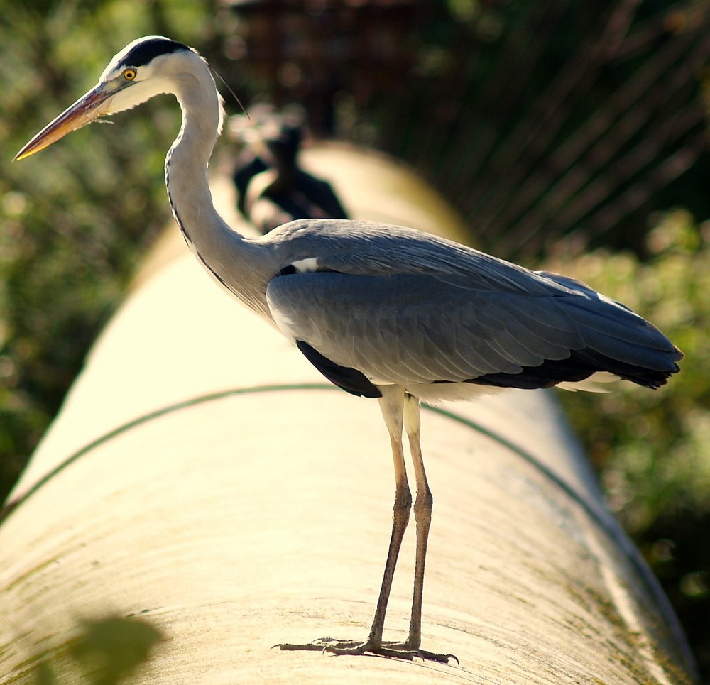 GARZA COMUN. RIO GUADARRANQUE. Imagen & Foto | animales, animales ...