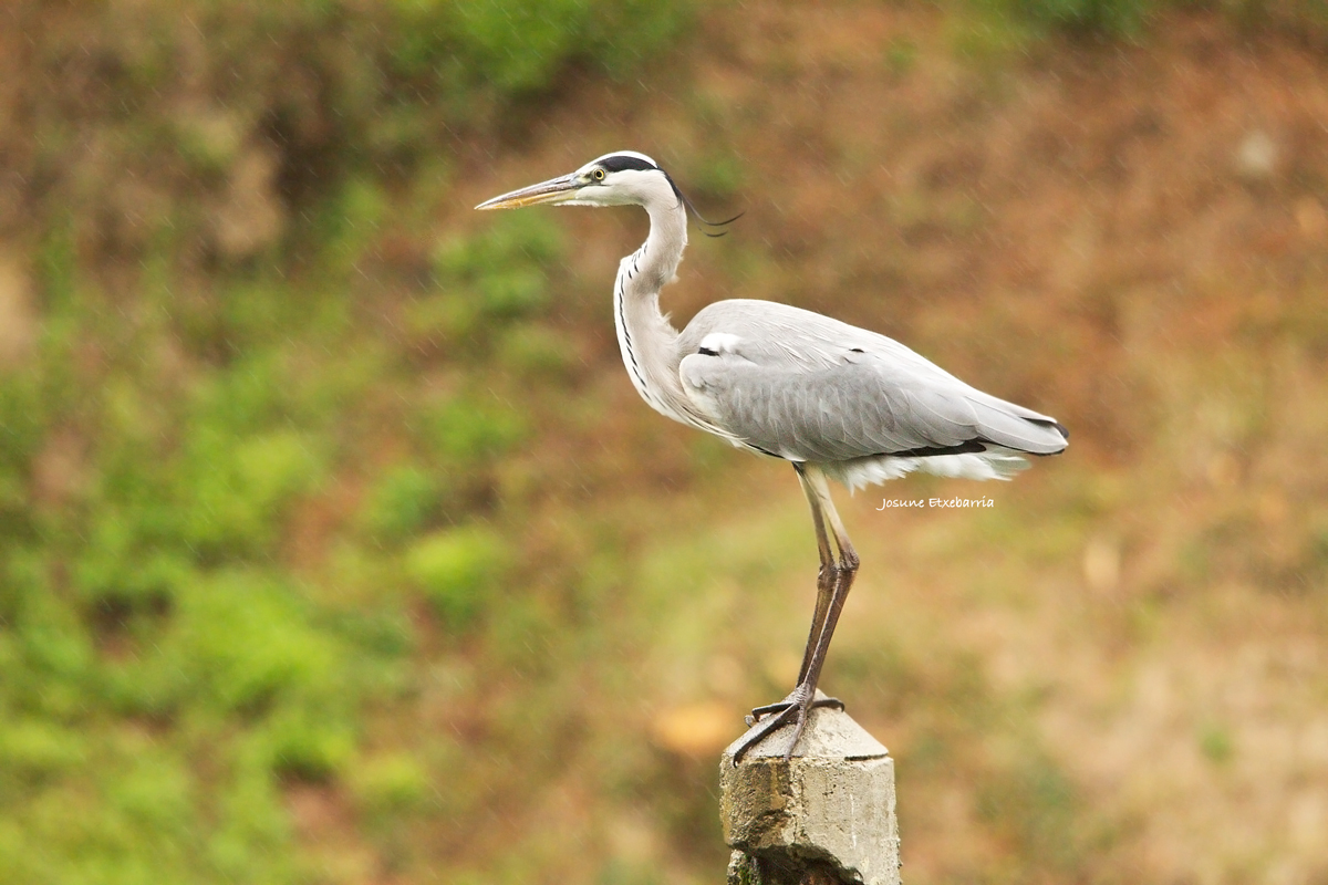GARZA REAL Imagen & Foto | animales, aves, naturaleza Fotos de ...
