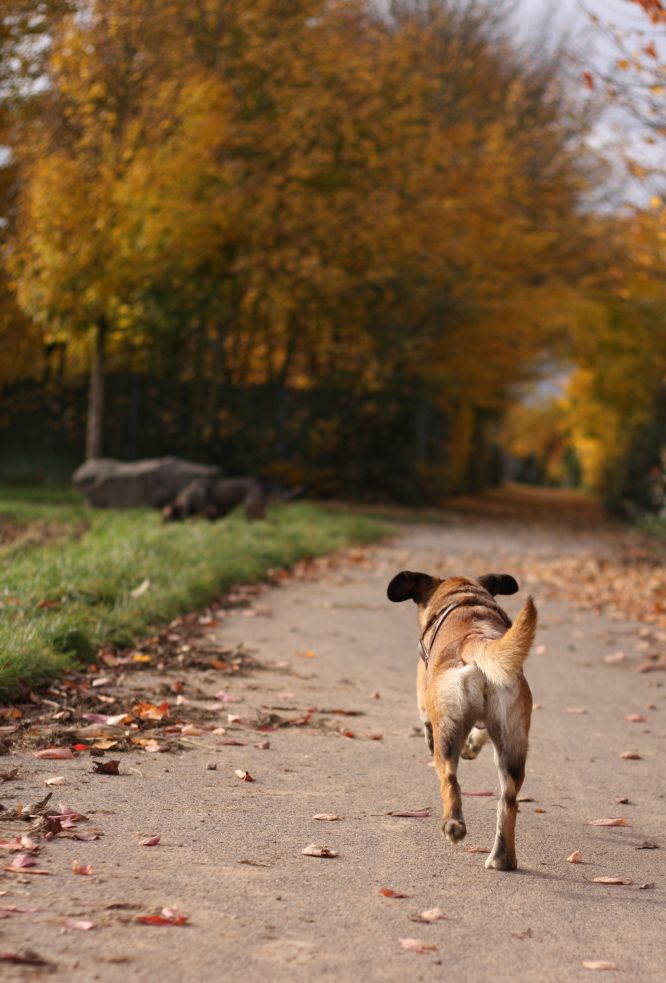 Gassi gehen Foto & Bild | tiere, haustiere, hunde Bilder auf fotocommunity