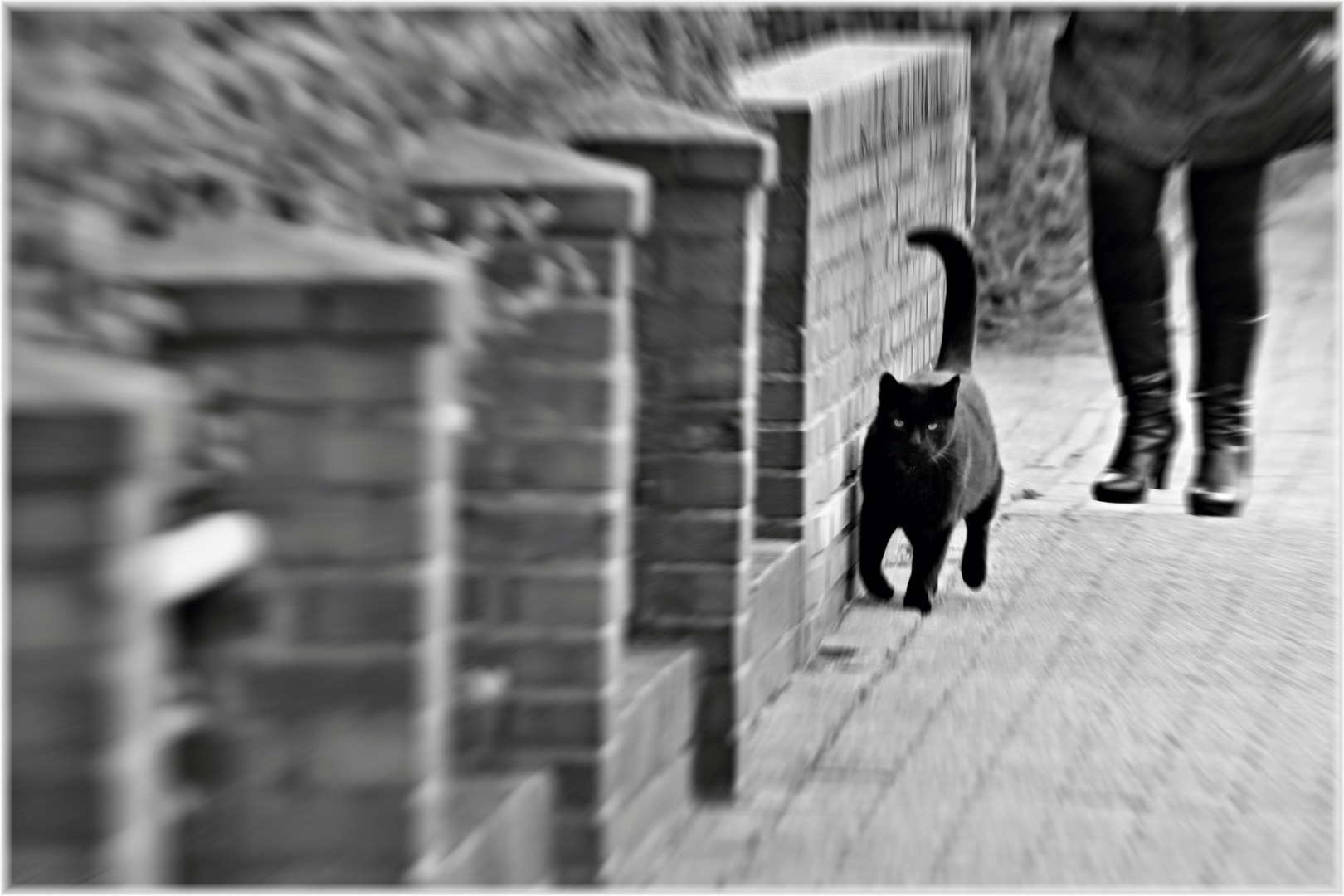 Gassi gehen Foto & Bild | tiere, haustiere, katzen Bilder auf fotocommunity