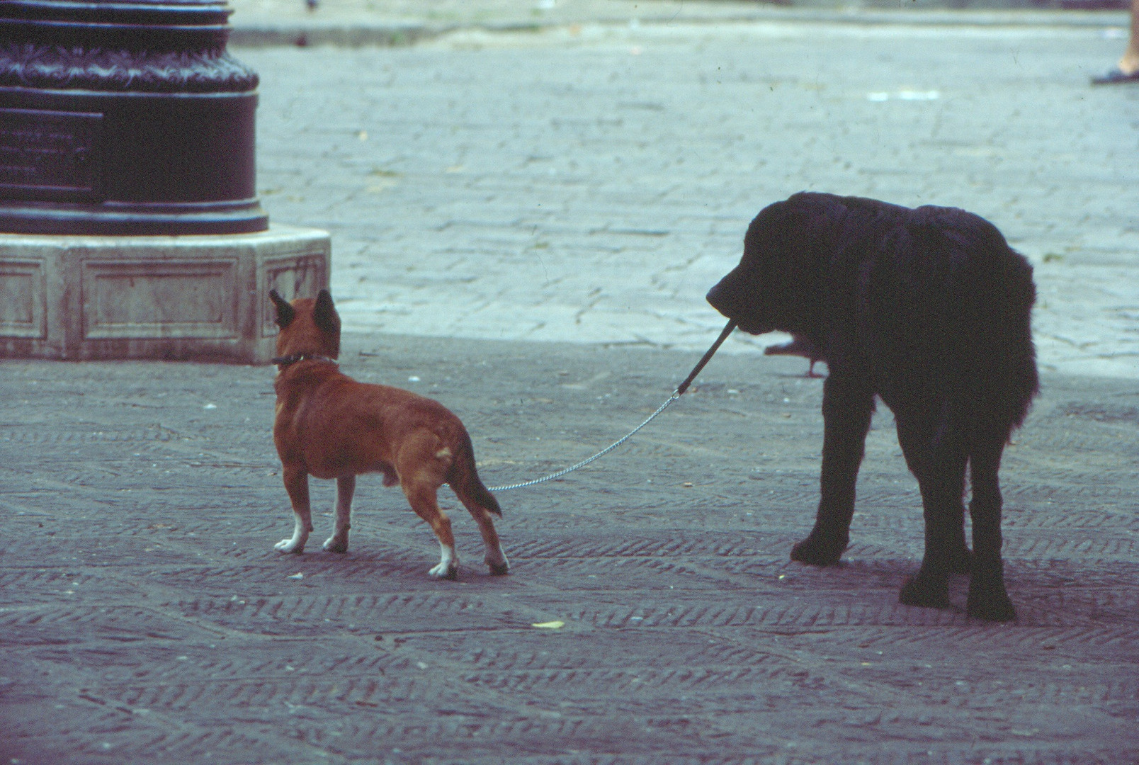 Gassi gehen --- Foto & Bild | landschaften, reisen, hunde, natur Bilder auf fotocommunity