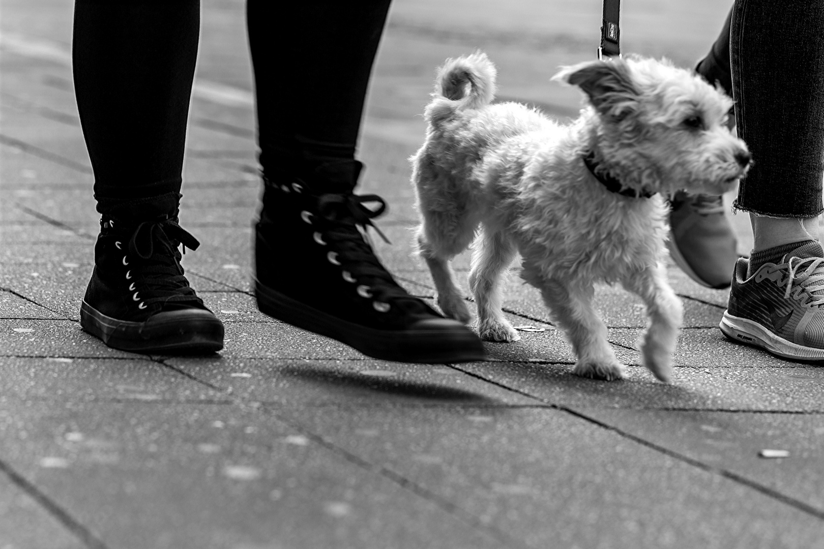 Gassi gehen Foto & Bild | reportage dokumentation, streetfotografie mit menschen ...