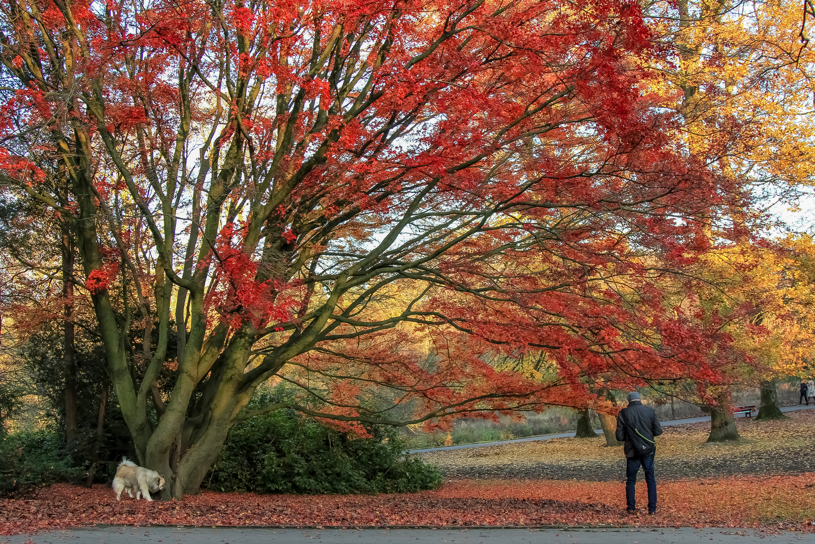 Gassi gehen Foto & Bild | art, park, world Bilder auf fotocommunity