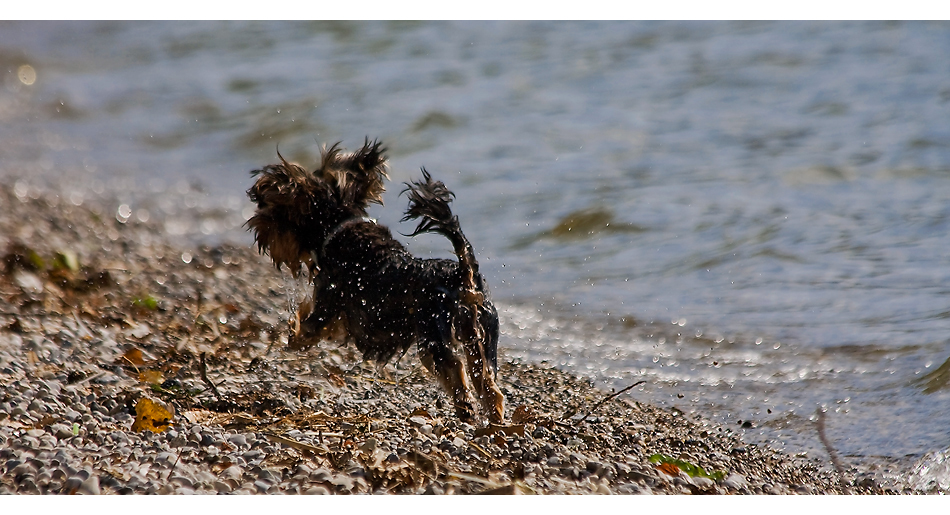 Gassi gehen Foto & Bild | emotionen, freude, gruß und kuss Bilder auf fotocommunity