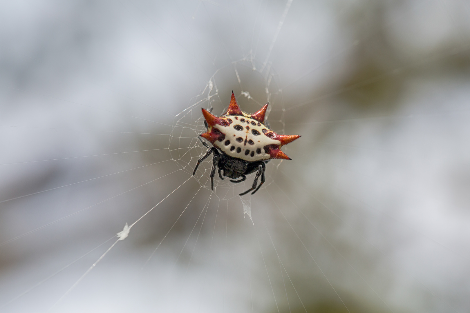 Gasteracantha cancriformis Foto & Bild | north america, united states ...