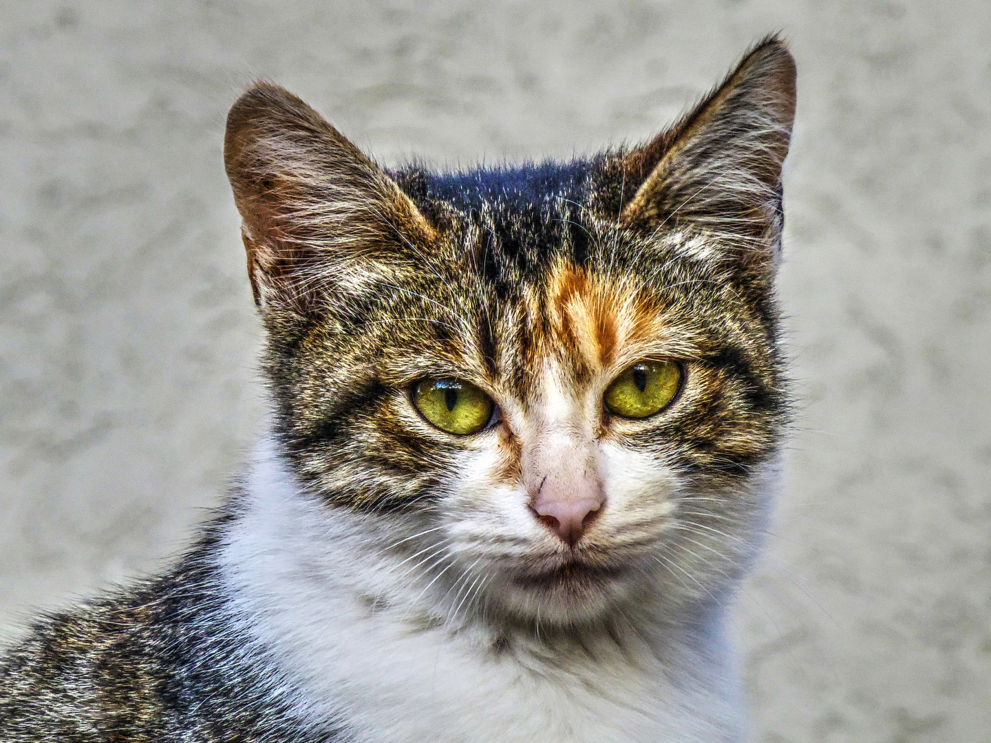 Gatito I Imagen & Foto | cat, animales, naturaleza Fotos de fotocommunity