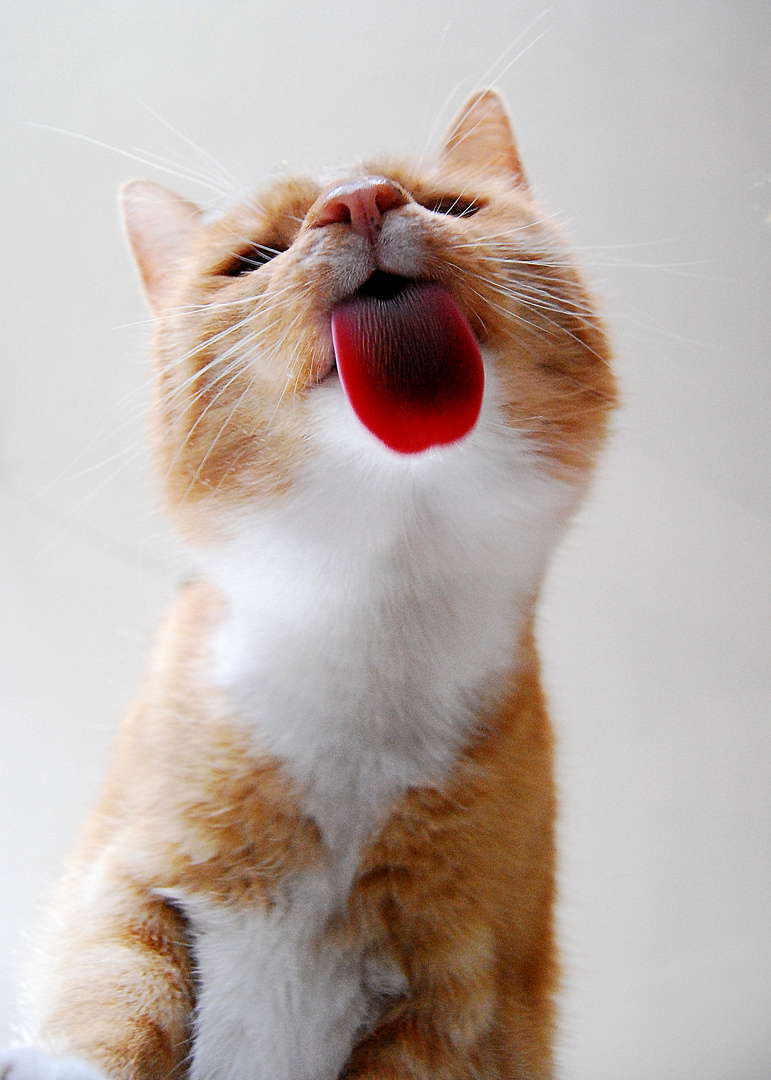 gato beso Foto & Bild | natur, kater, katzen Bilder auf fotocommunity