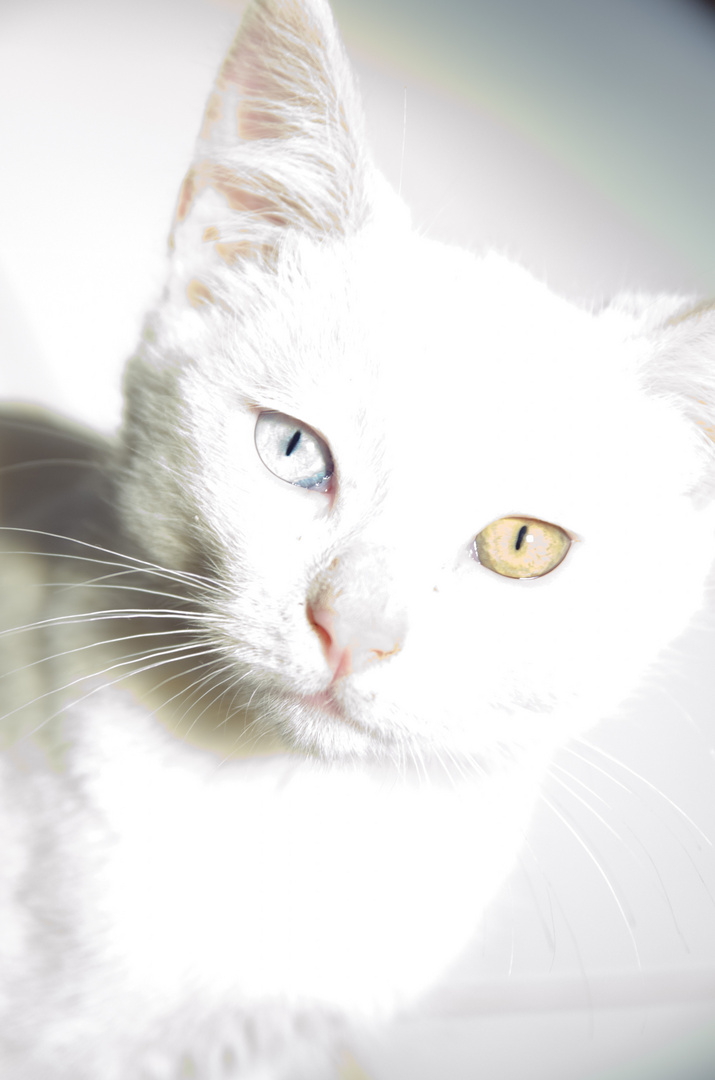 Gato en clave alta Imagen & Foto | animales, animales domésticos ...