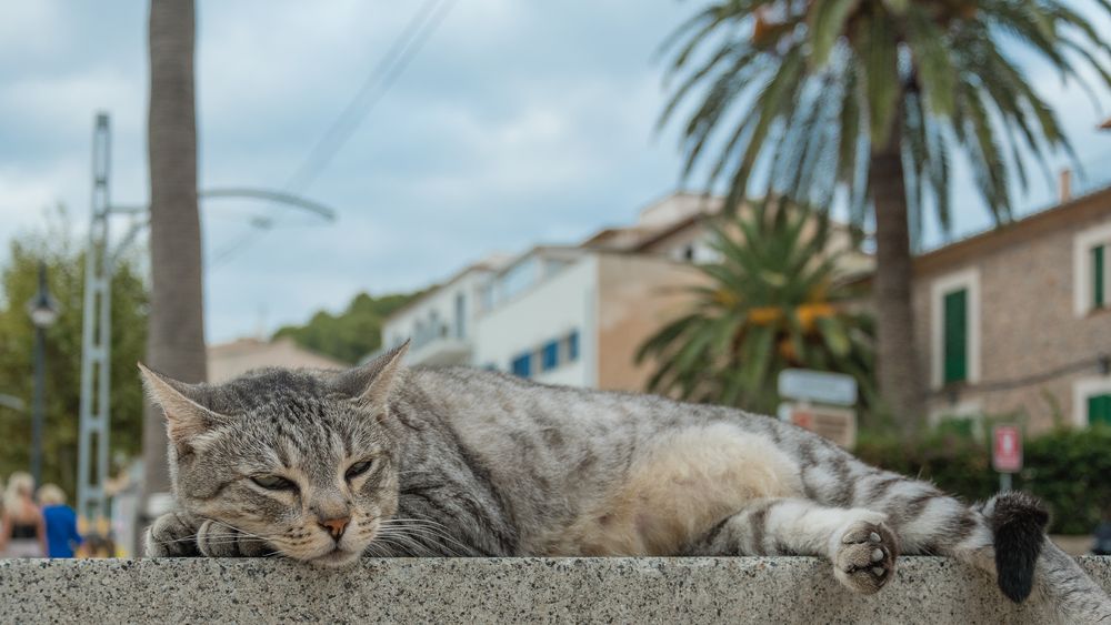 Gato Relajado Foto & Bild | mallorca, natur, katze Bilder auf fotocommunity