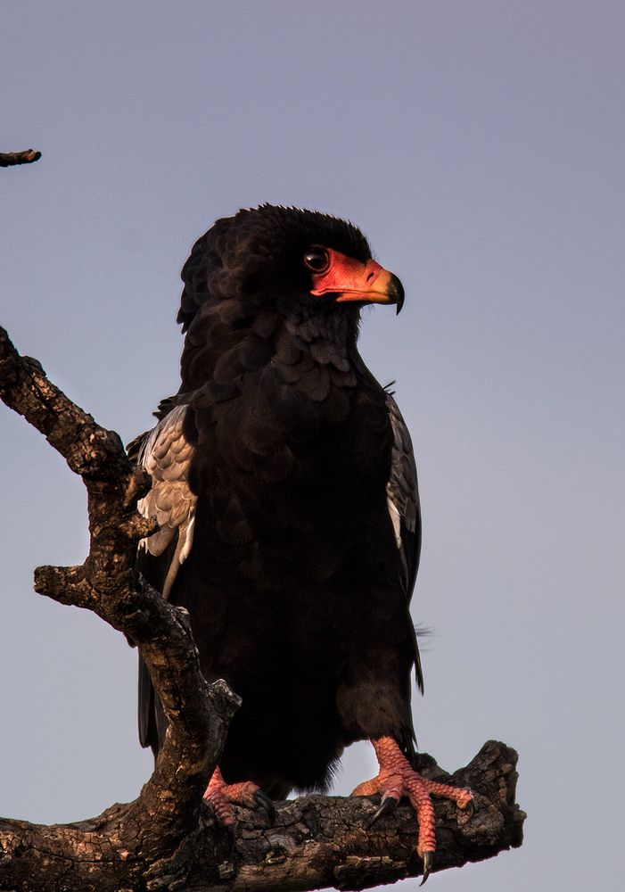 Gaukler Foto & Bild | tiere, wildlife, wild lebende vögel Bilder auf ...
