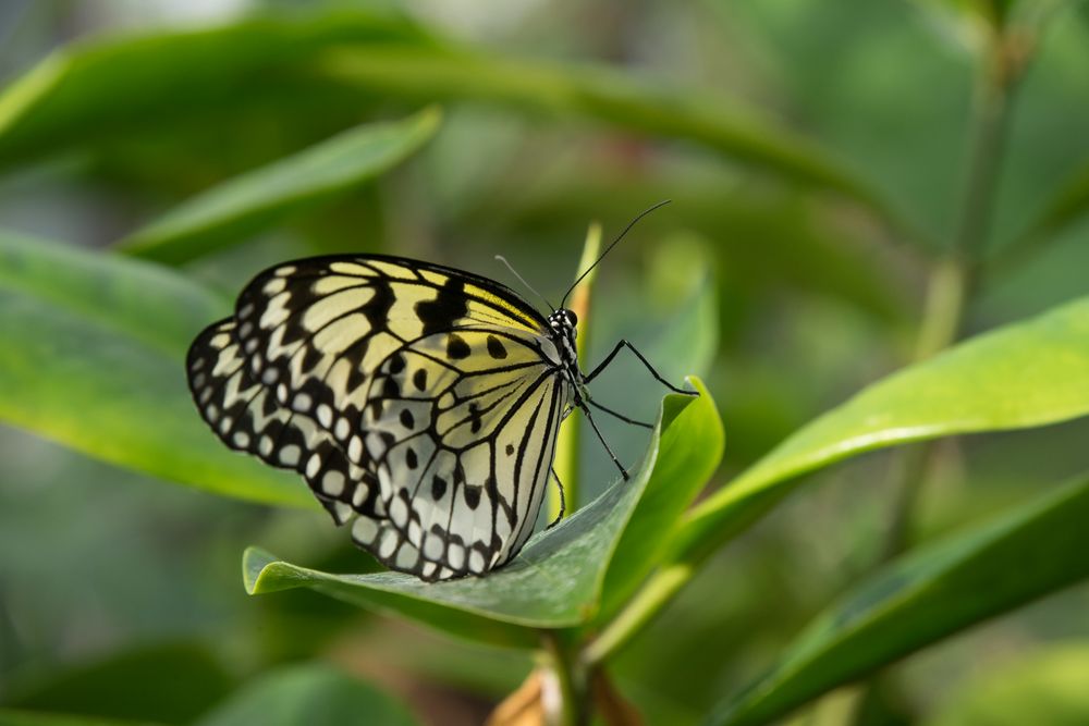 Gaukler der Tropen I - Berggarten Hannover Foto & Bild | natur ...